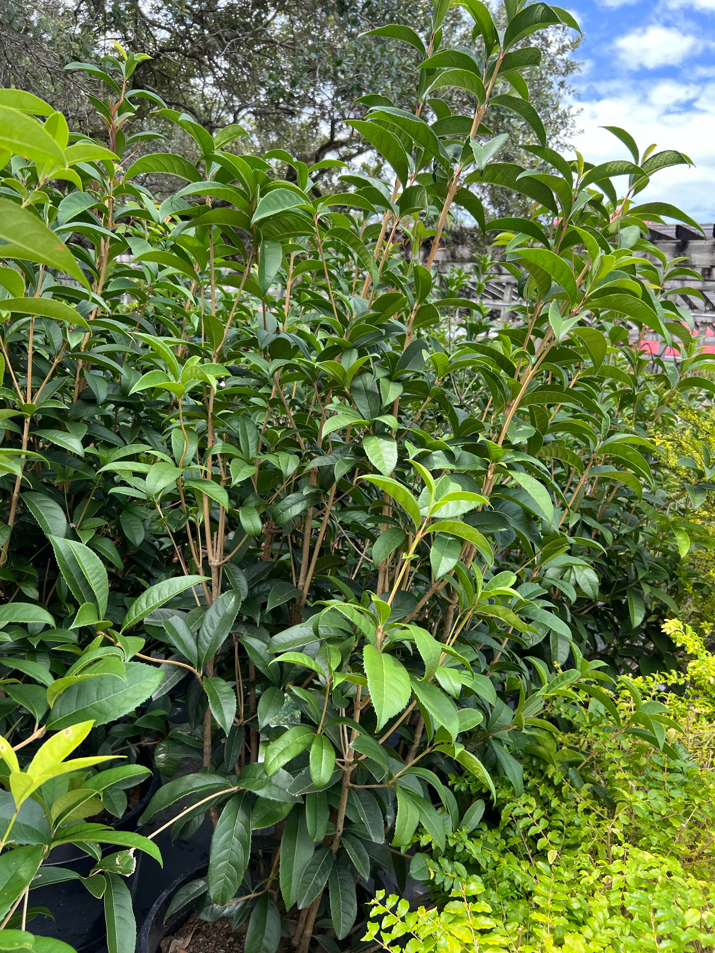 Evergreen Tree - Sweet Tea Olive - Beach Landscaping : Beach Landscaping
