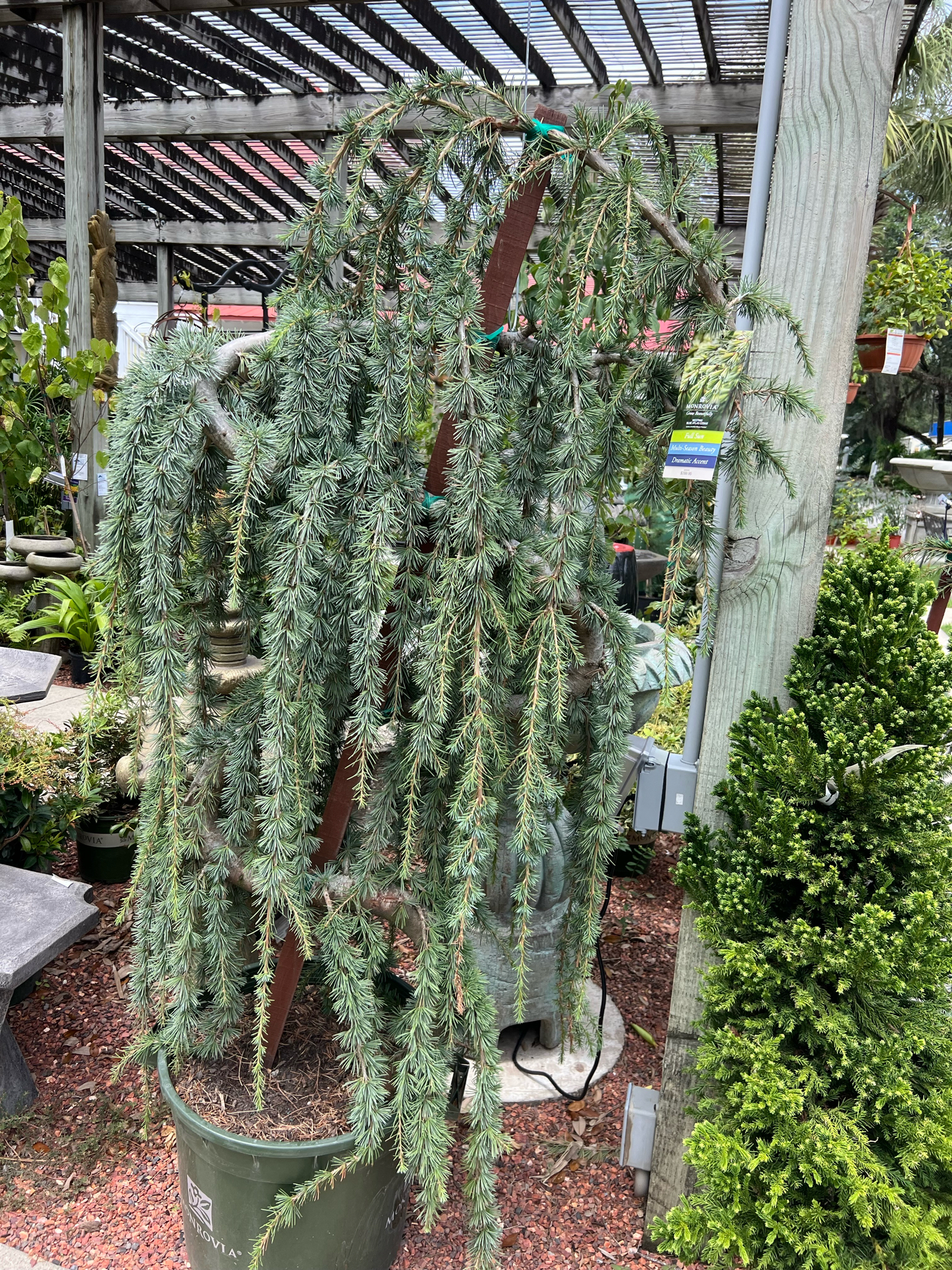 Evergreen Tree - Weeping blue Atlas Cedar - Beach Landscaping : Beach ...