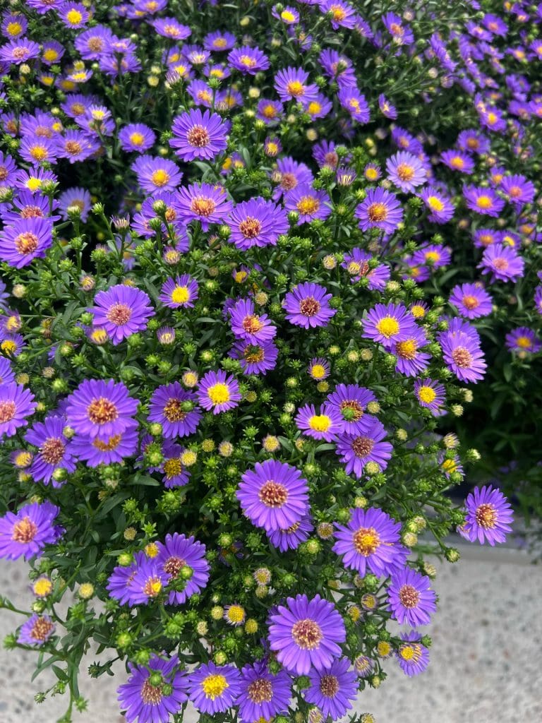 Annual - New York Aster - Beach Landscaping : Beach Landscaping