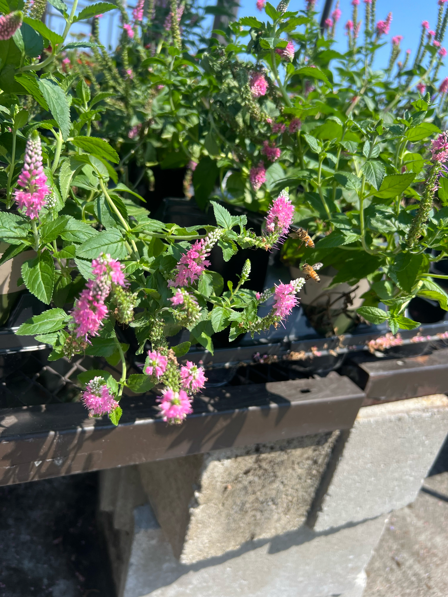 Perennial - Vernique Rose Speedwell - Beach Landscaping : Beach Landscaping