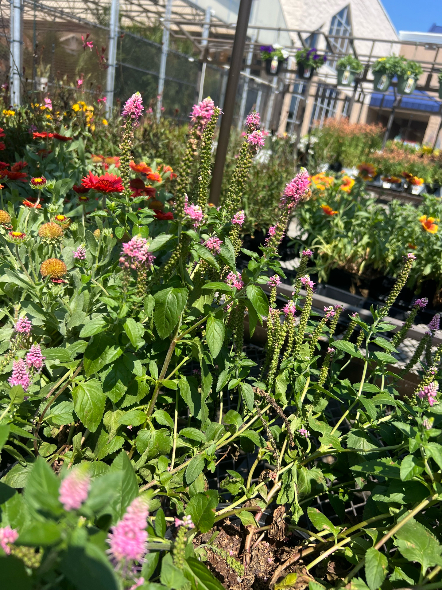 Perennial - Vernique Rose Speedwell - Beach Landscaping : Beach Landscaping