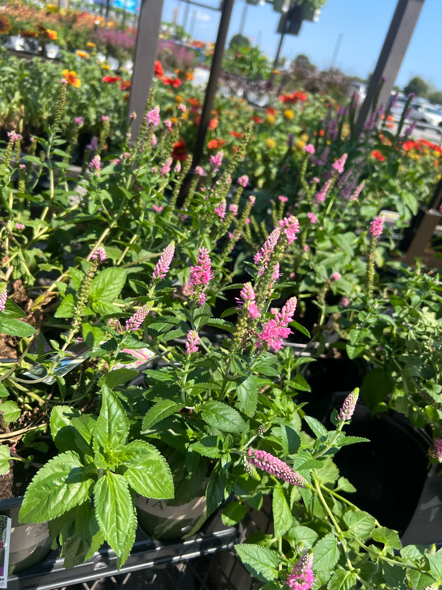 Perennial - Vernique Rose Speedwell - Beach Landscaping : Beach Landscaping