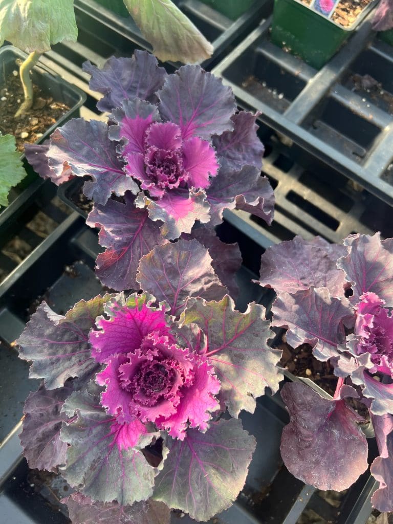 Annual - Osaka Red Flowering Ornamental Cabbage - Beach Landscaping ...