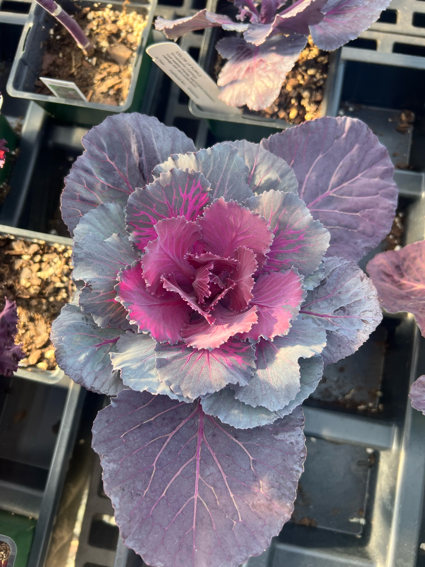 Annual - Osaka Red Flowering Cabbage - Beach Landscaping : Beach ...