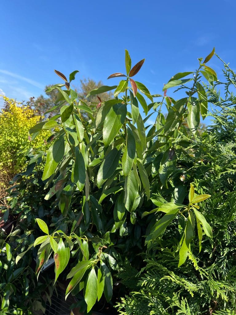 Evergreen Shrub - Coppertop Sweet Viburnum - Beach Landscaping : Beach ...