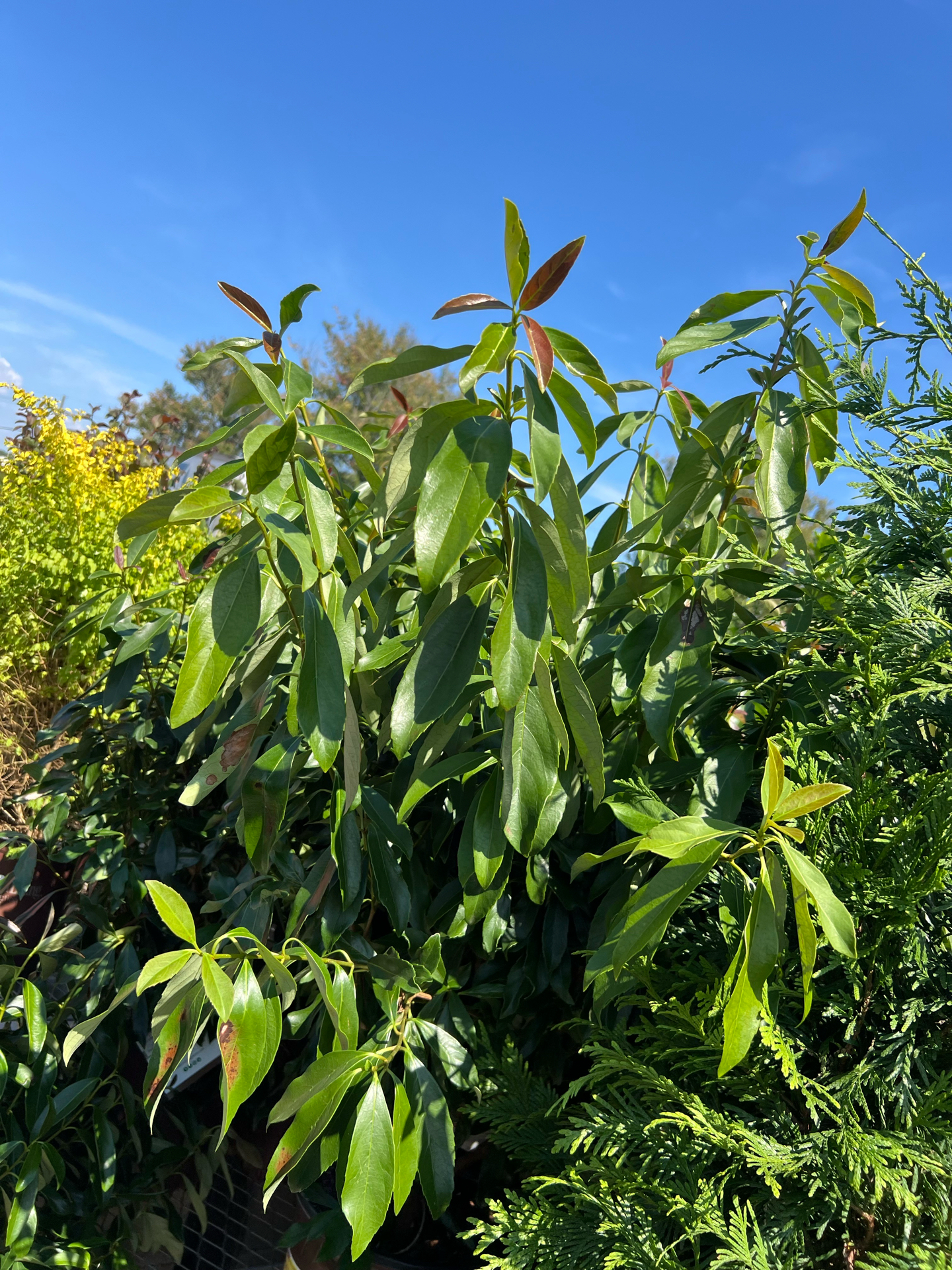 Evergreen Shrub - Coppertop Sweet Viburnum - Beach Landscaping : Beach ...