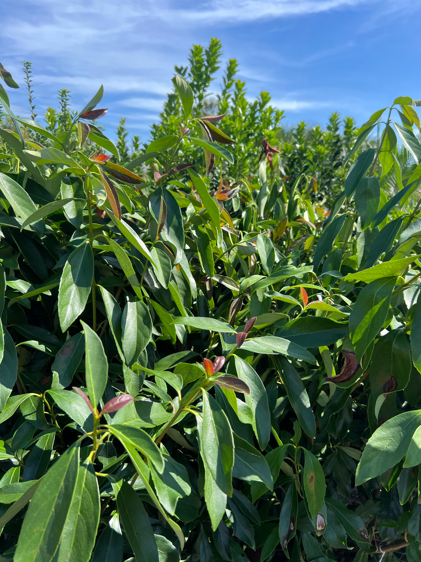 Evergreen Shrub - Coppertop Sweet Viburnum - Beach Landscaping : Beach ...