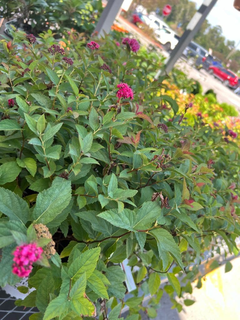 Deciduous shrub - Double Play Doozie Spirea - Beach Landscaping : Beach ...
