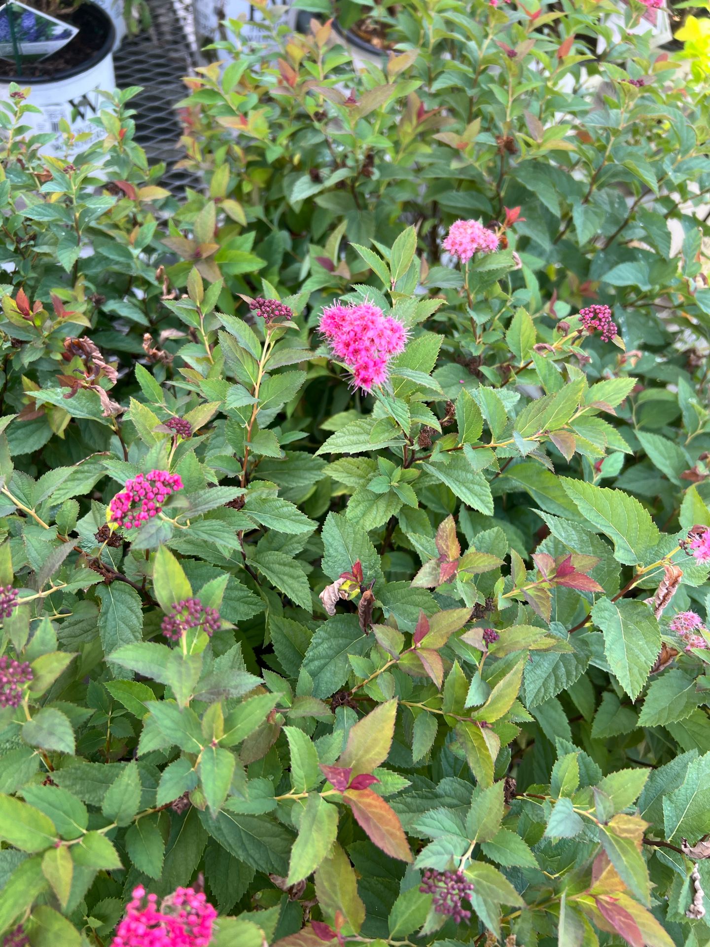 Deciduous shrub - Double Play Doozie Spirea - Beach Landscaping : Beach ...