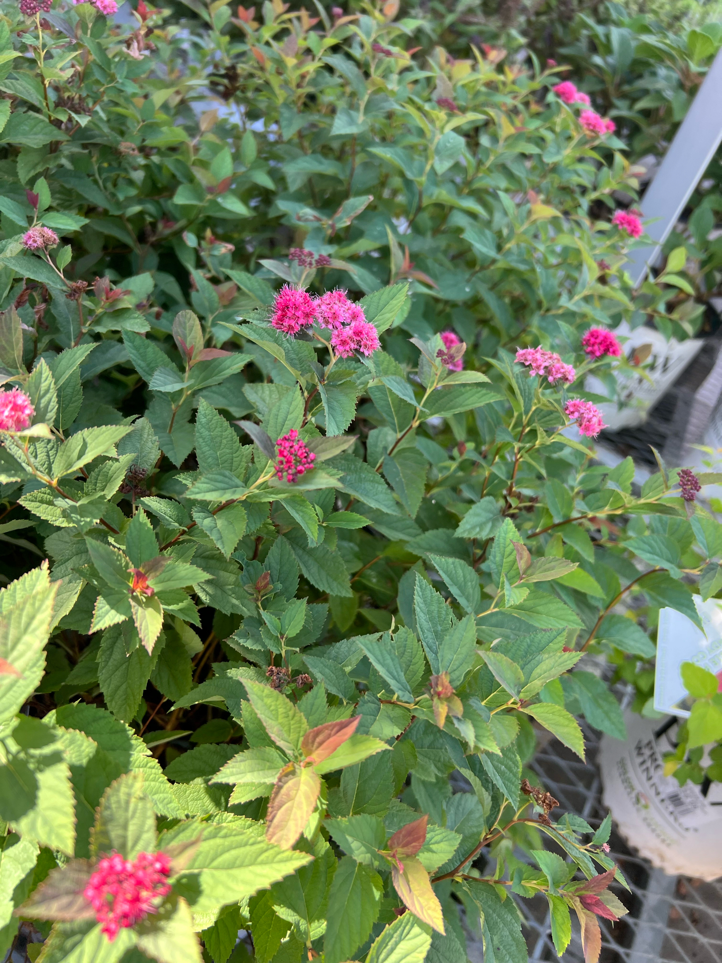 Deciduous shrub - Double Play Doozie Spirea - Beach Landscaping : Beach ...