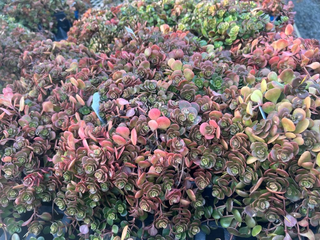 Groundcover - Spreading - Coral Reef Sedum - Beach Landscaping : Beach ...