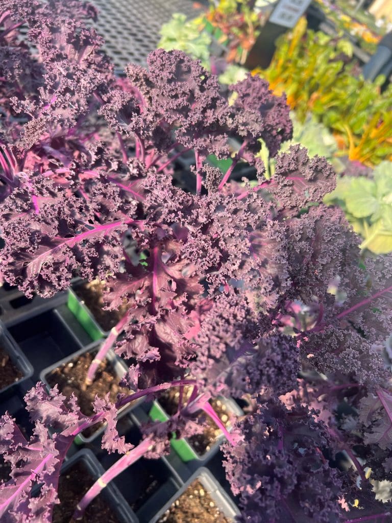 Edibles - Vegetables - Redbore Kale - Beach Landscaping : Beach Landscaping