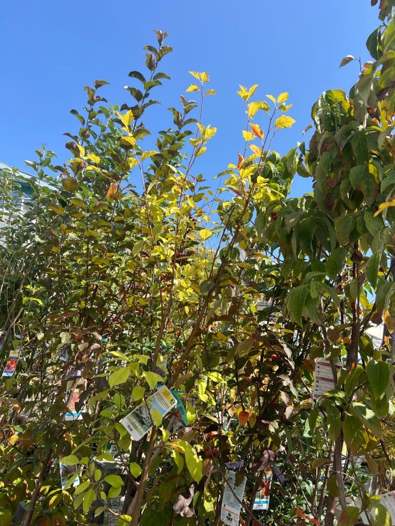 Deciduous Tree - White Angel Crabapple - Beach Landscaping : Beach ...