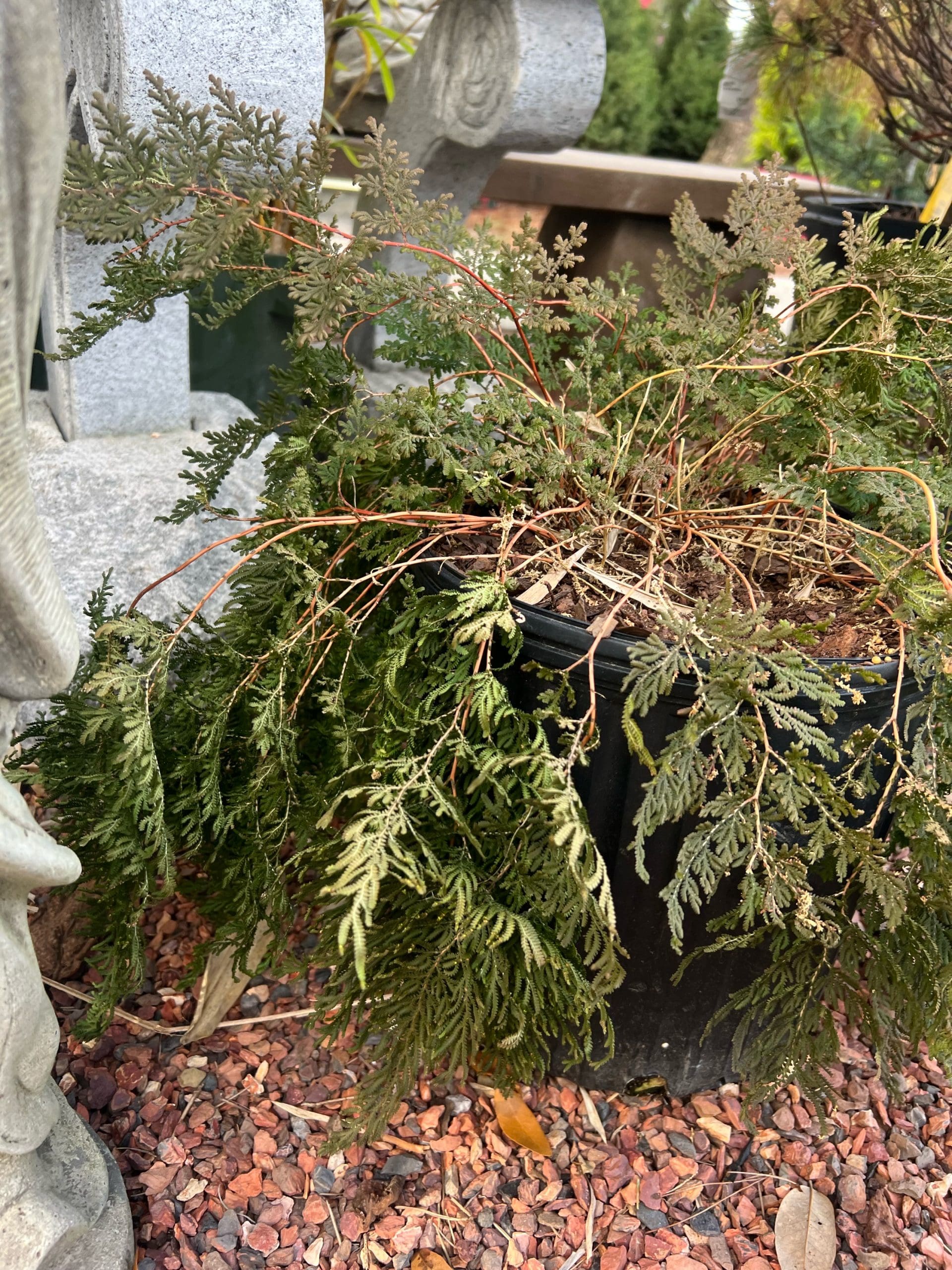 Evergreen Shrub - Arborvitae Fern - Beach Landscaping : Beach Landscaping
