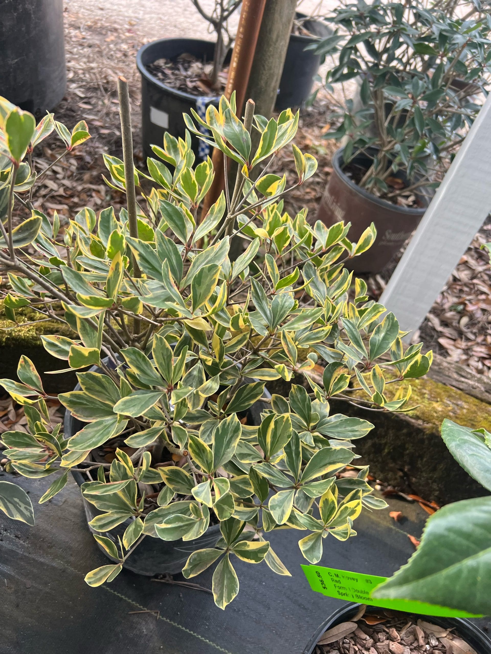 Evergreen Shrub - Crown Jewels Cleyera - Beach Landscaping : Beach ...