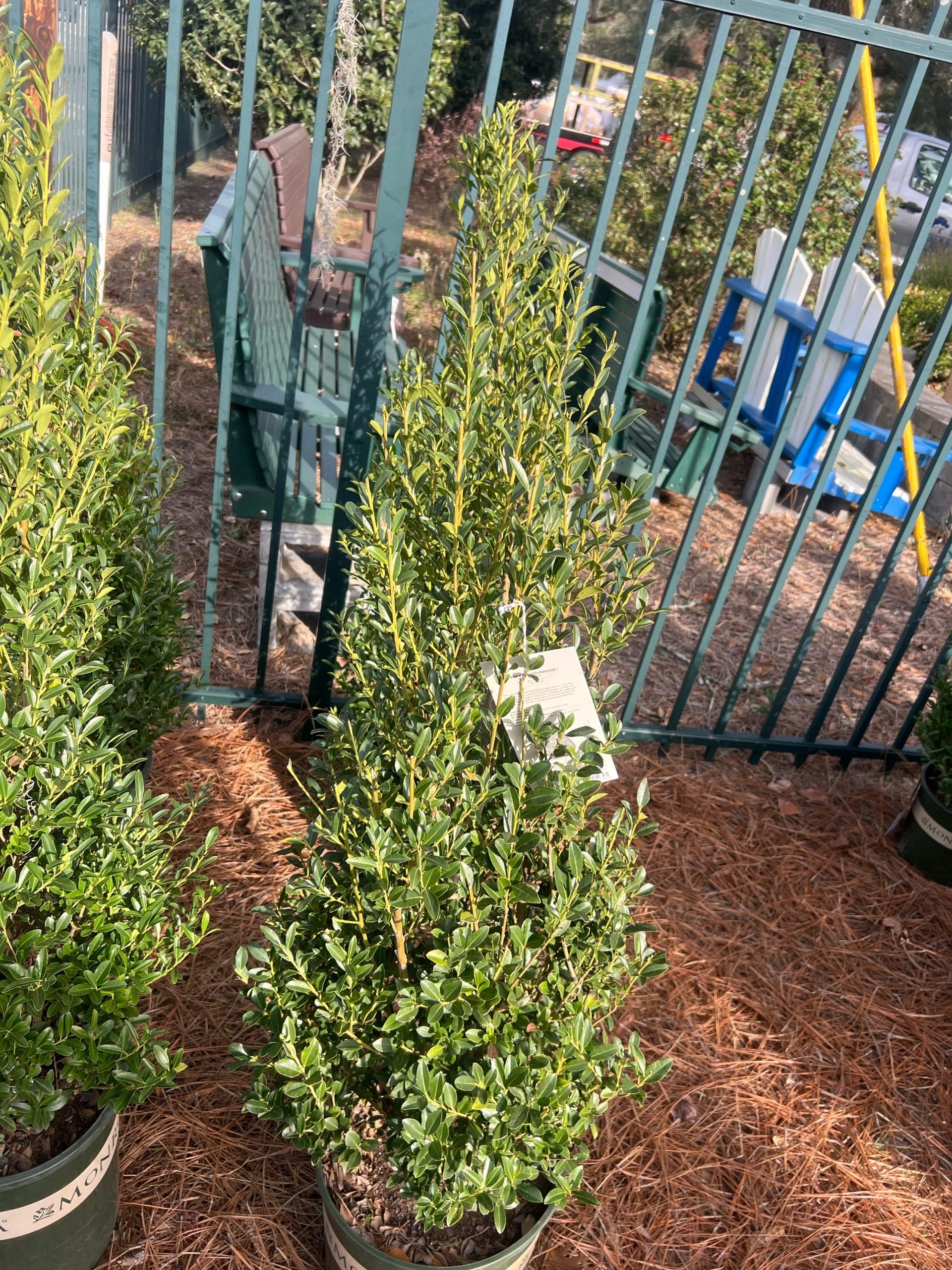 Evergreen Shrub - Emerald Colonnade Holly - Beach Landscaping : Beach ...