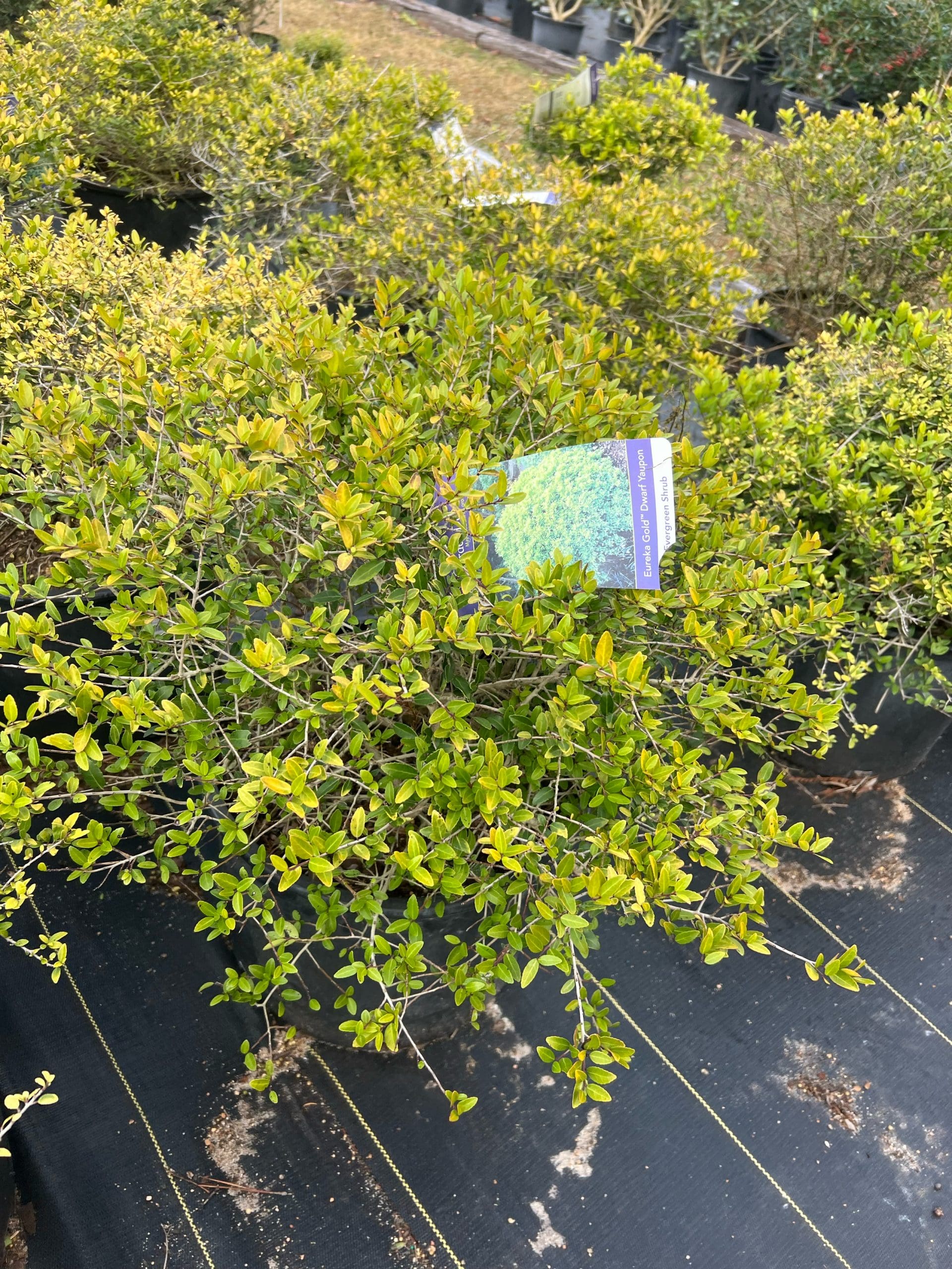 Evergreen Shrub - Eureka Gold Dwarf Yaupon Holly - Beach Landscaping ...