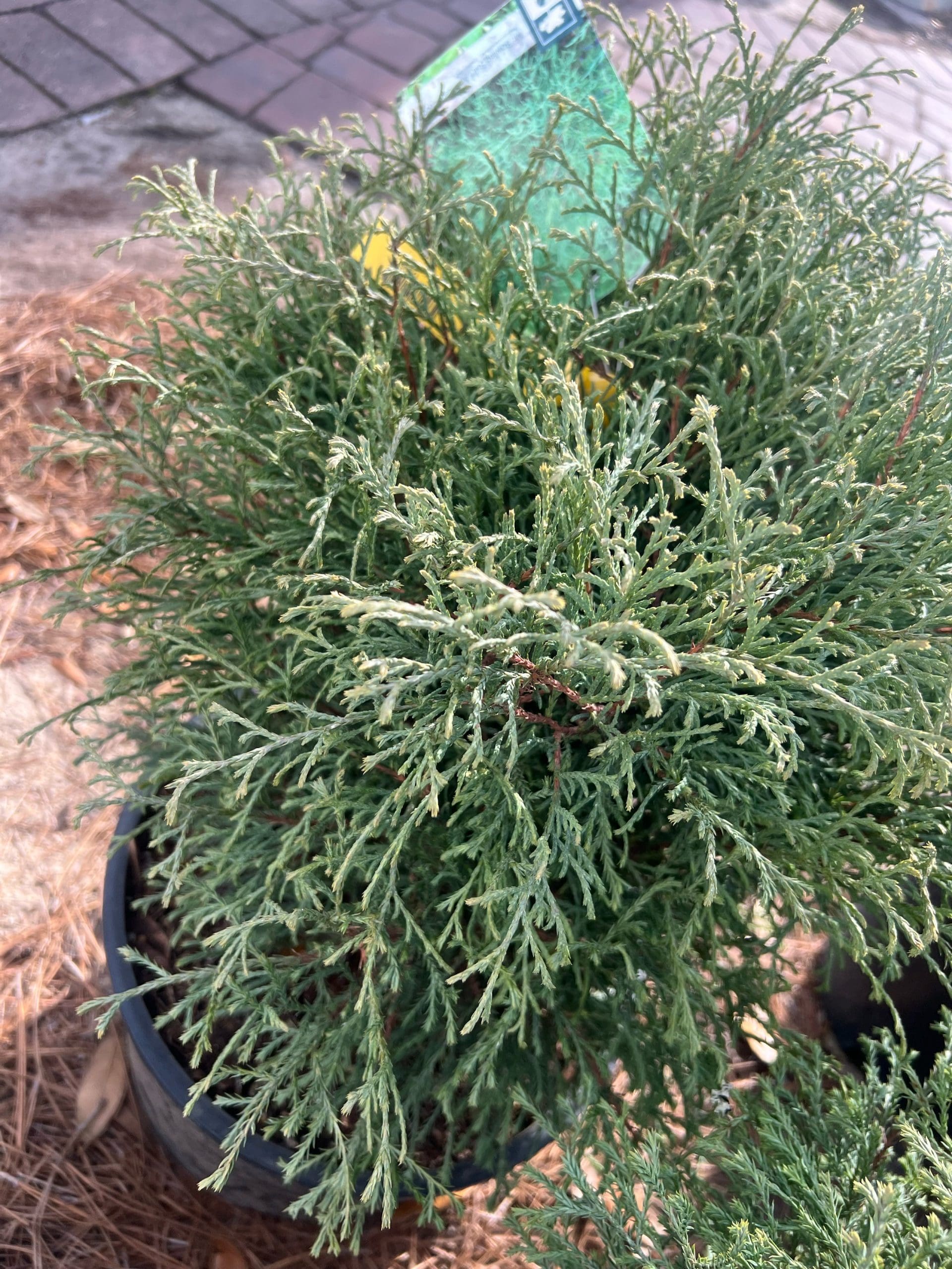 Evergreen Shrub - Mr. Bowling Ball American Arborvitae - Beach ...