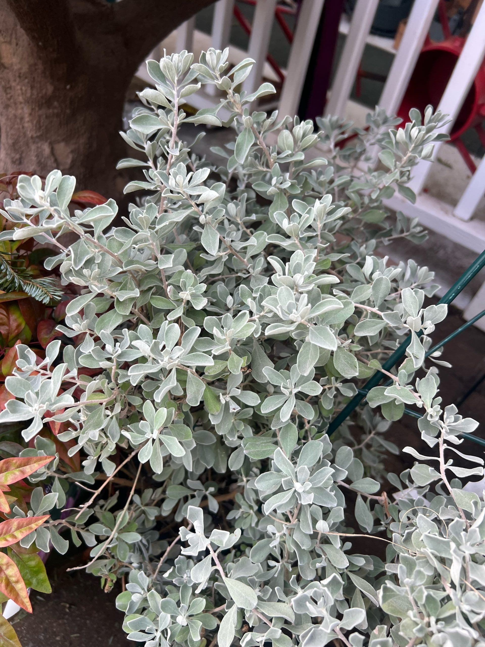 Evergreen Shrub - Silver Dream Sage - Beach Landscaping : Beach Landscaping