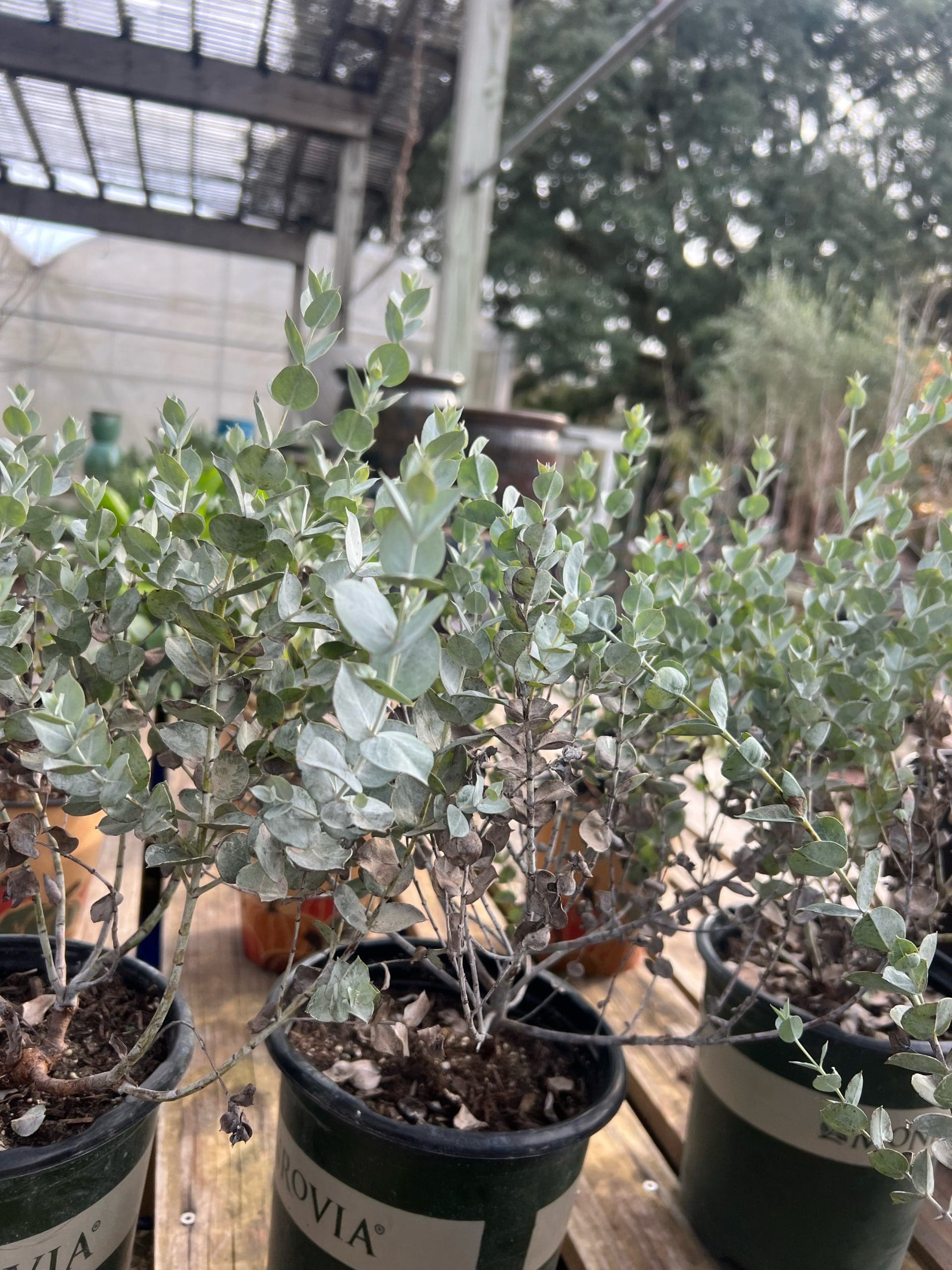 Evergreen Shrub - White-Leaved Mallee - Beach Landscaping : Beach ...
