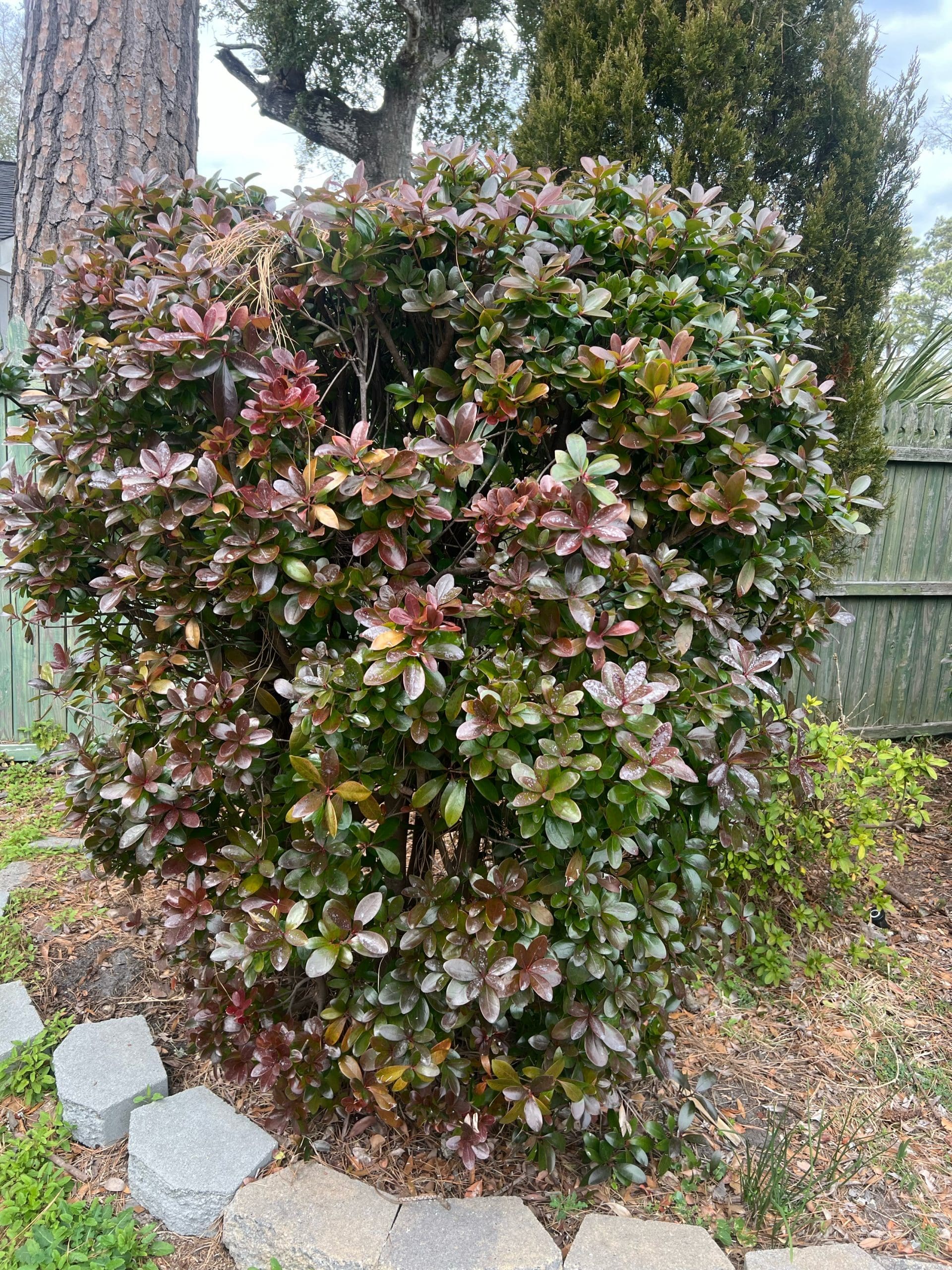 Evergreen Shrubs - Japanese Cleyera - Beach Landscaping : Beach Landscaping