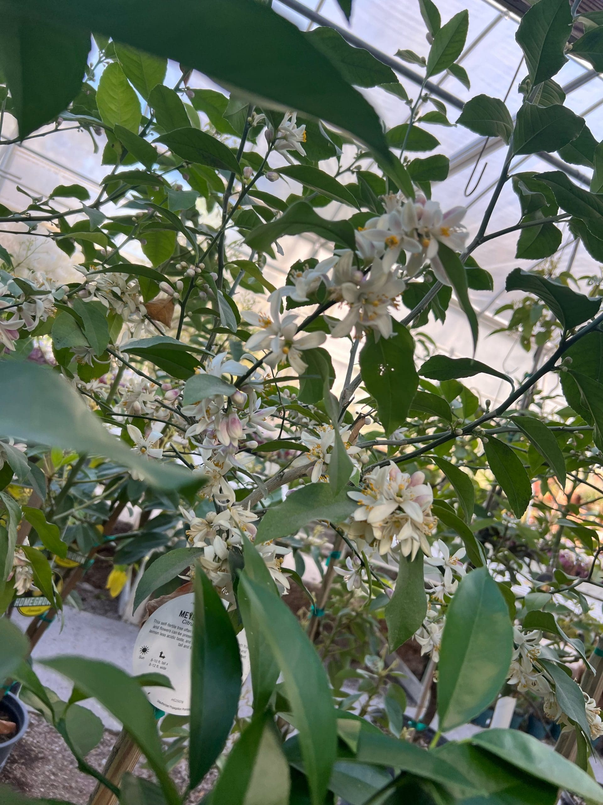 Edibles - Fruit - Lemon Tree - Beach Landscaping : Beach Landscaping