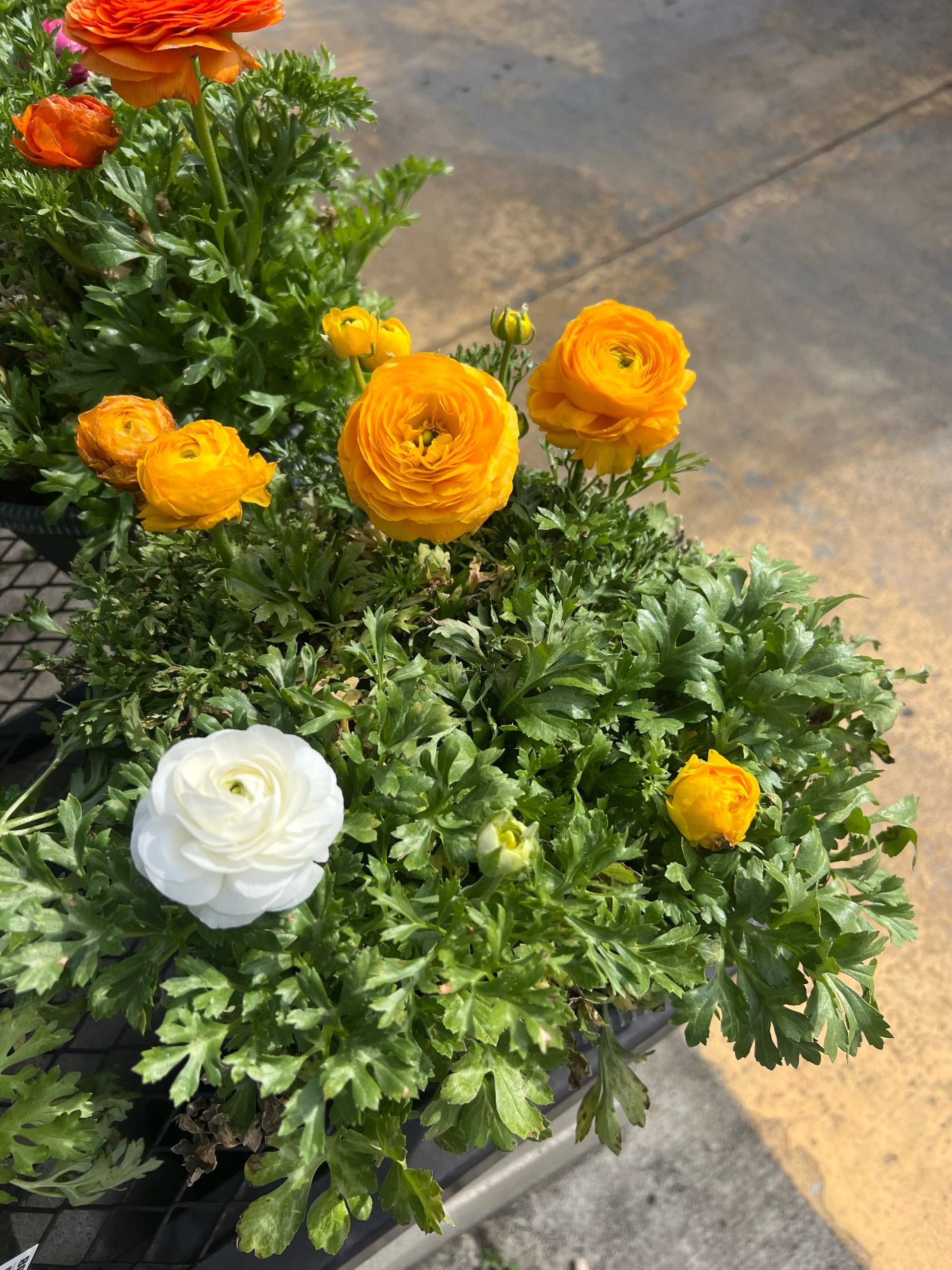 Annual - Persian Buttercup - Beach Landscaping : Beach Landscaping