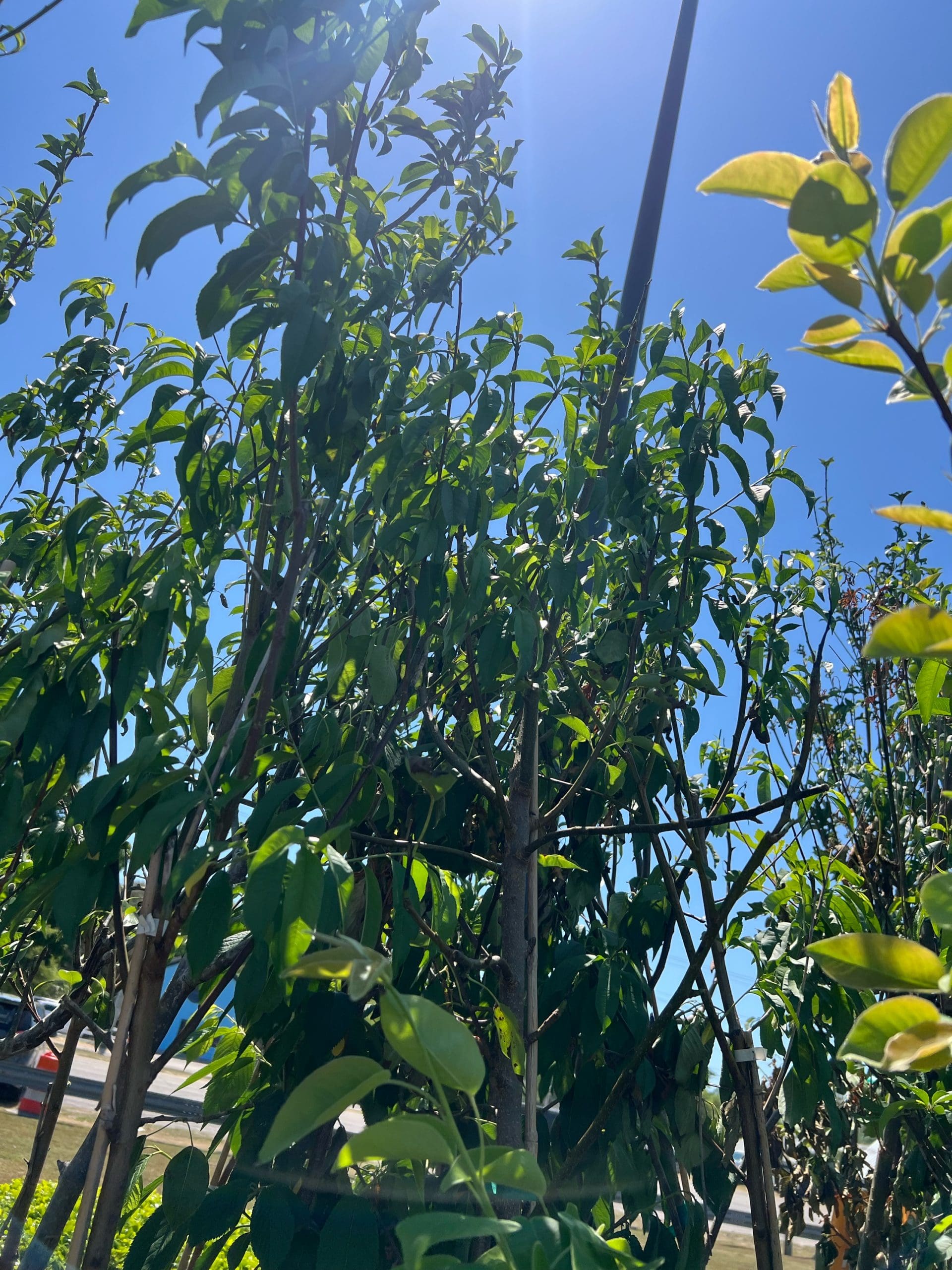 Edibles - Fruit - Pear Tree - Beach Landscaping : Beach Landscaping
