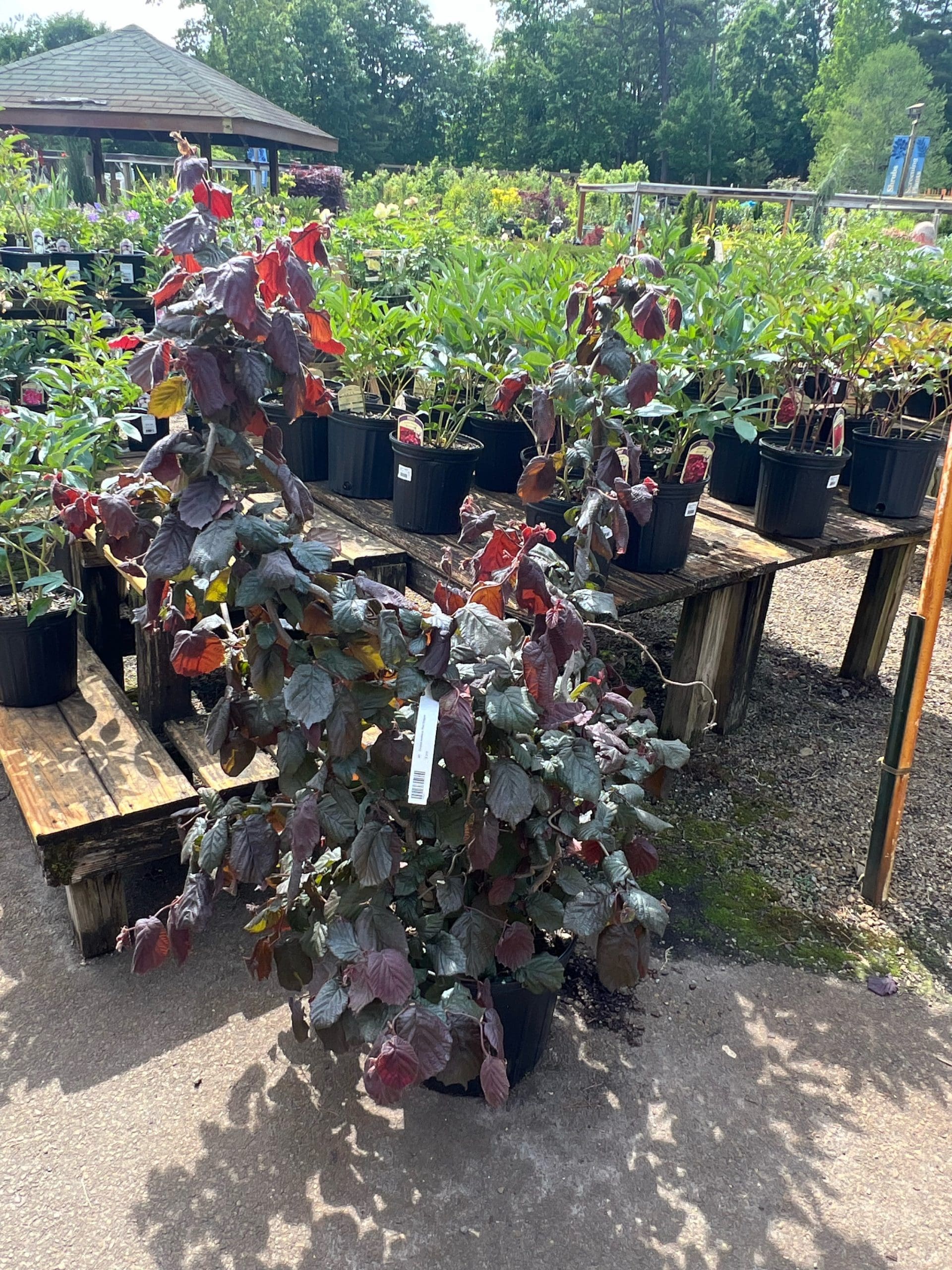 Deciduous Tree - Contorted Filbert 'Red Dragon' - Beach Landscaping ...