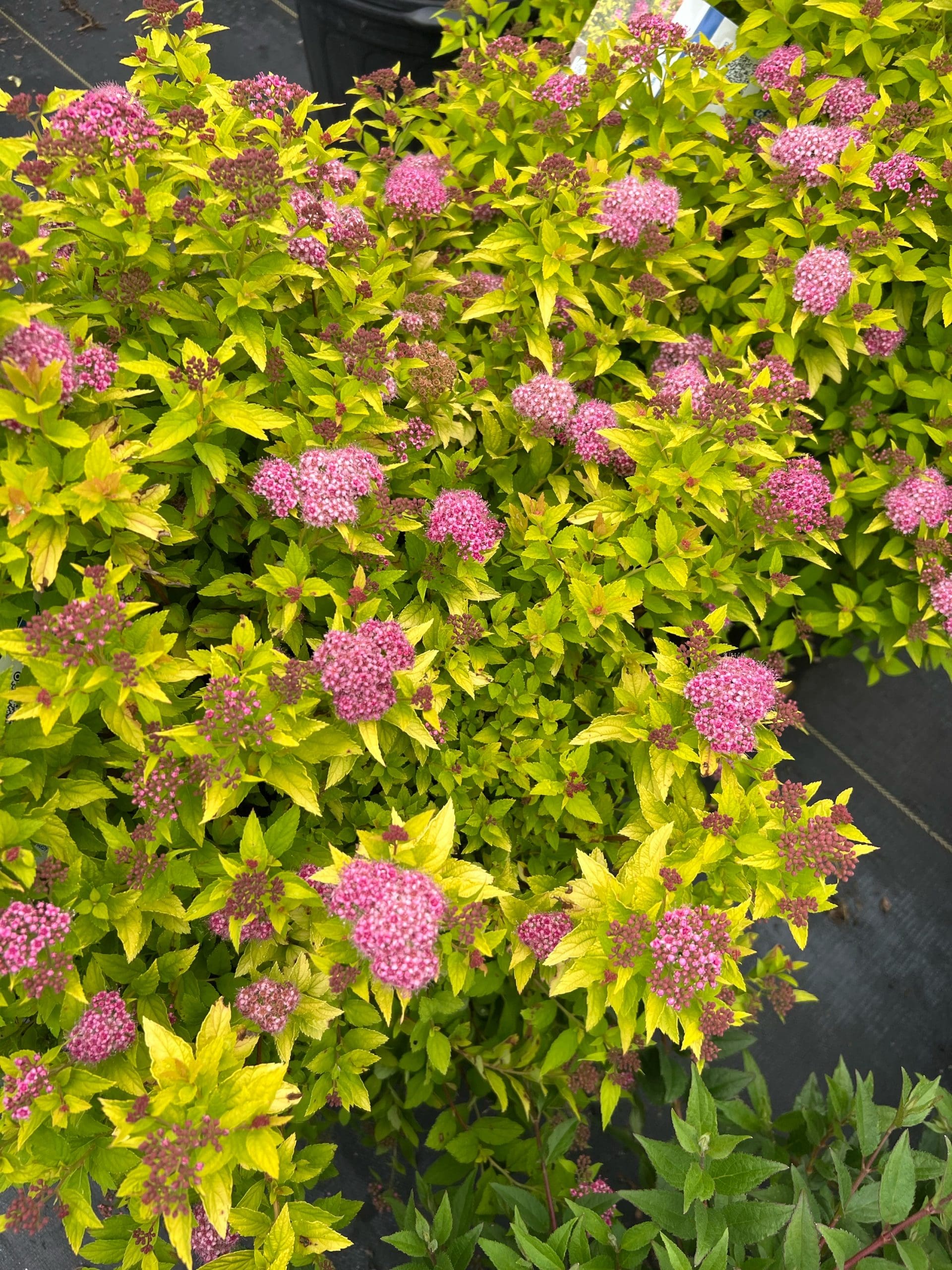Deciduous Shrub - Spirea 'Pineapple Poprocks' - Beach Landscaping ...